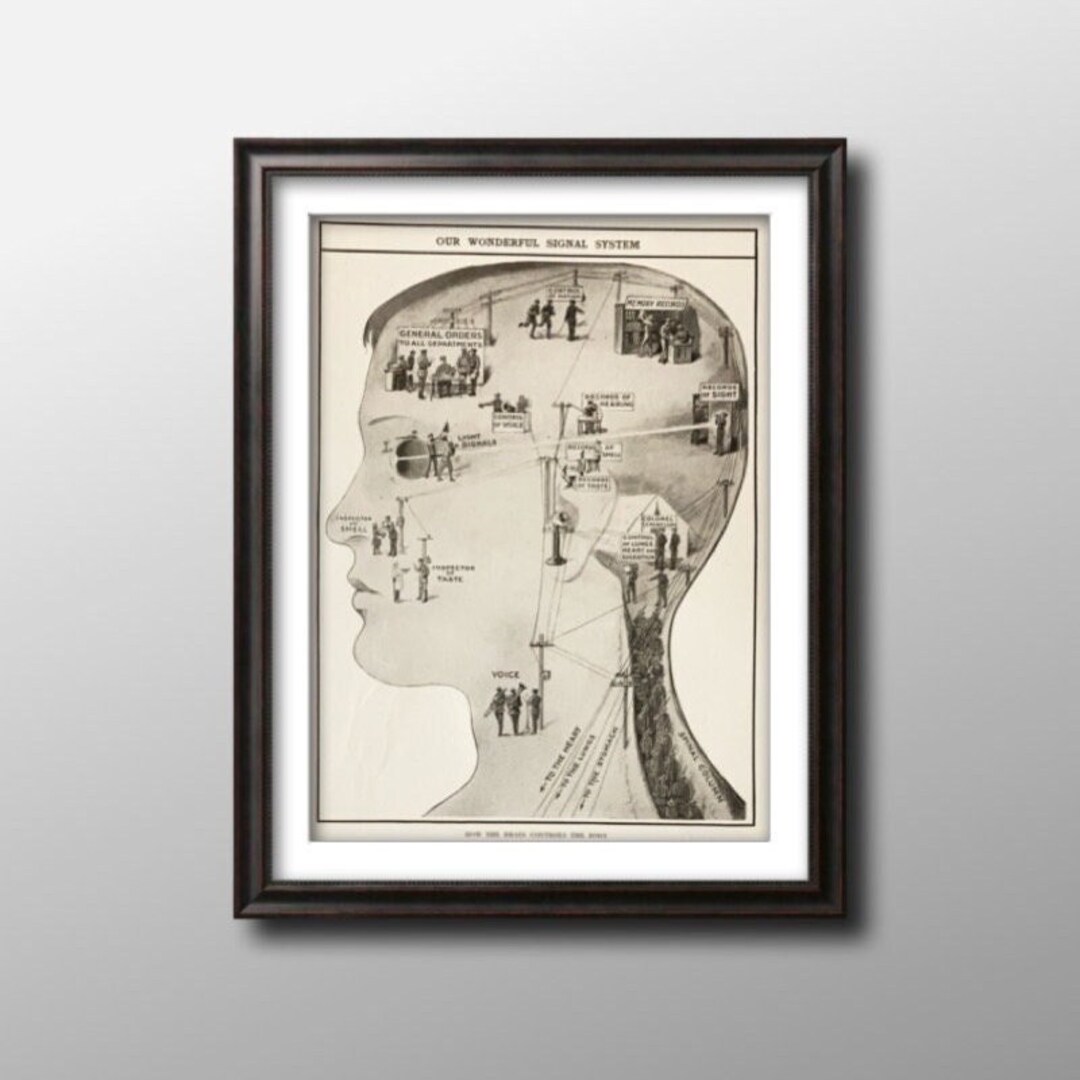 1946 How the Brain Controls the Body Print, Neurology Print, Nervous ...