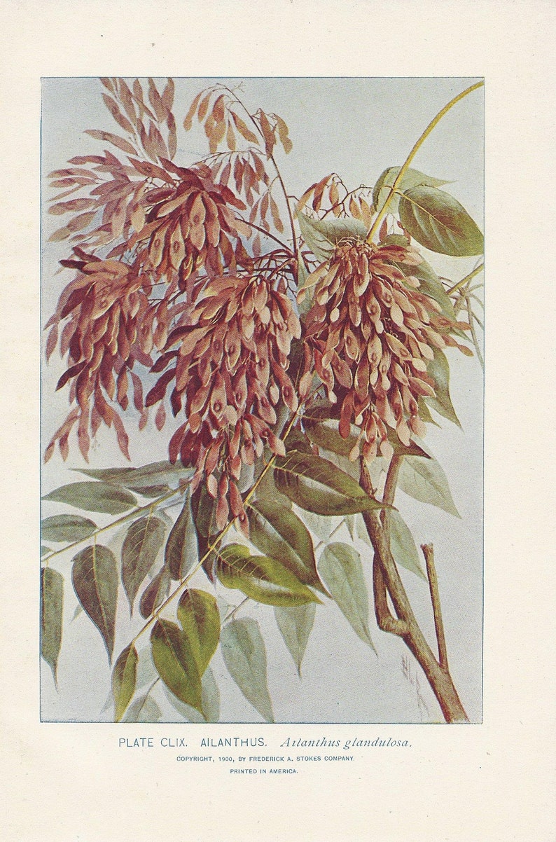 Antique Ailanthus Tree Print: Ellis Rowan Botanical Art, C.1900 - Etsy