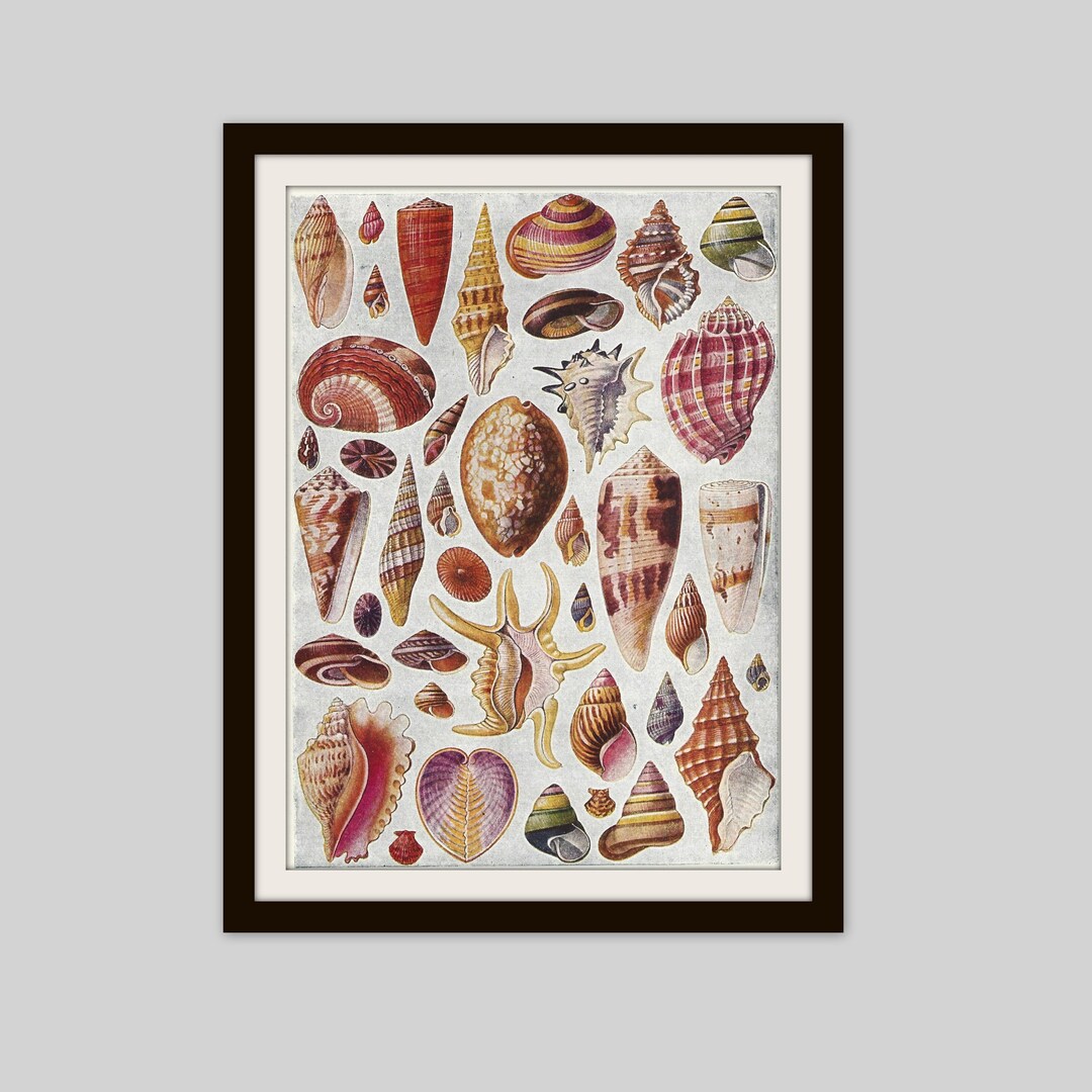 1952 Sea Shells Book Plate Print: Vintage Nautical Wall Art - Etsy