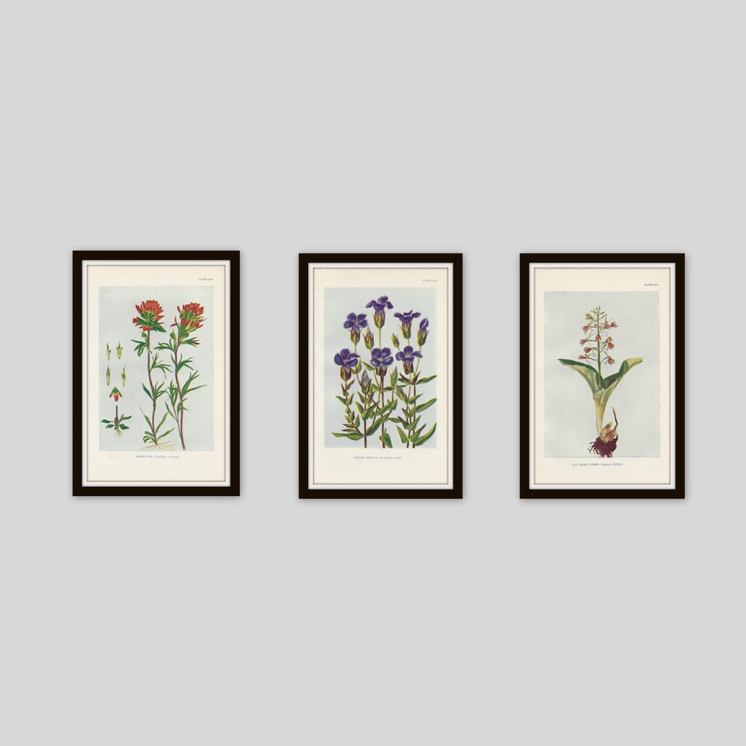 Any 3 Botanical Prints, Set of 3, Antique Botanical, Botanical Print ...