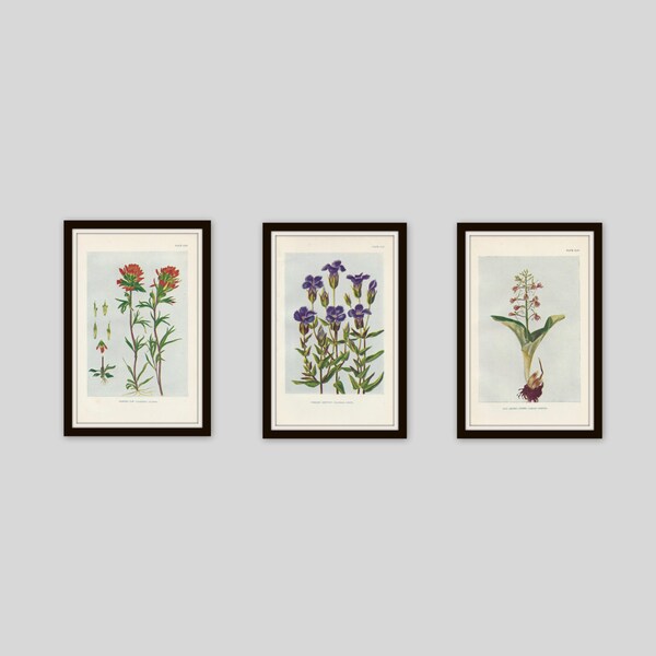 Botanical Print Set - Etsy