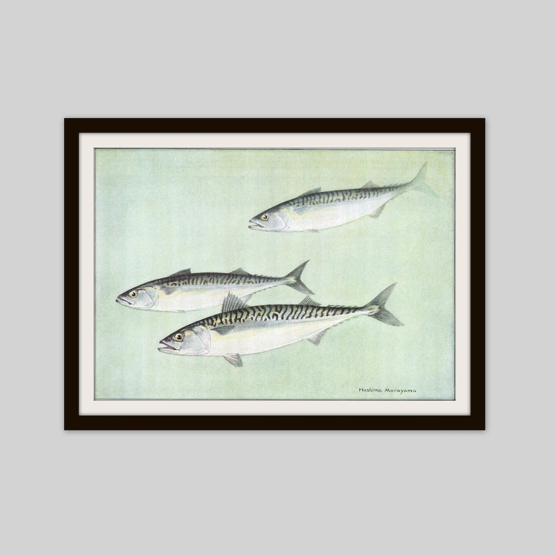 1924 Mackerel Print, Squirrel Hake Print, Fish Print, Double Sided ...