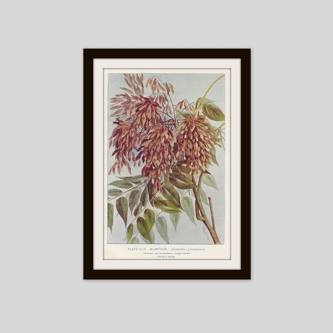 Antique Ailanthus Tree Print: Ellis Rowan Botanical Art, C.1900 - Etsy