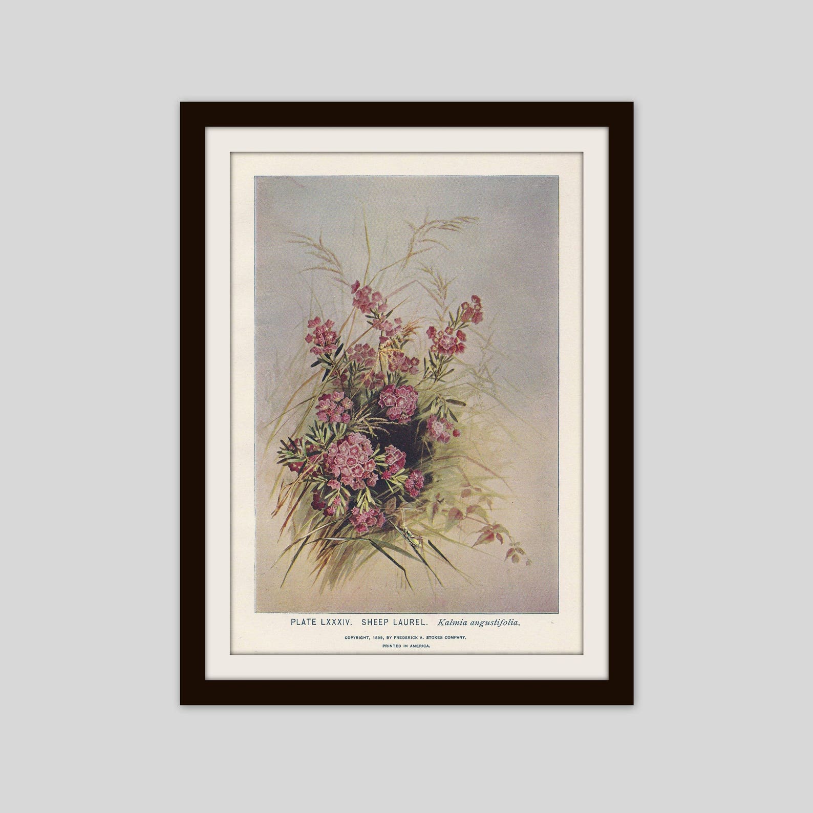 Sheep Laurel Antique Botanical Print Vintage Floral Wall Art - Etsy