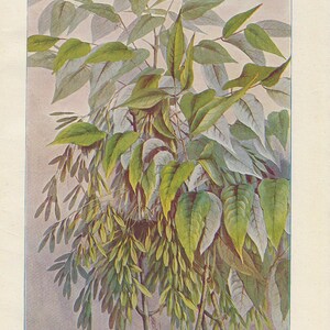 Biltmore Ash, Ash Tree Print, Antique Botanical Print, Tree Leaves ...