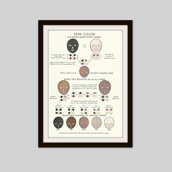 Skin Color Genetics Chart