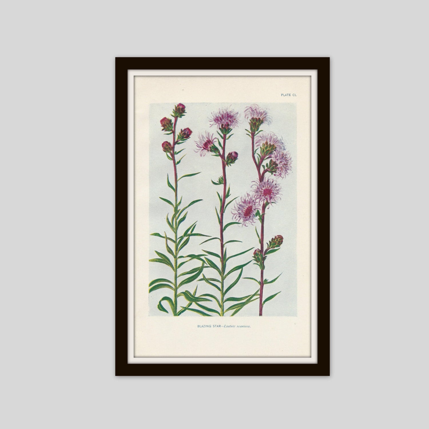 Home Decor Wall Decor Blazing Star Flower Vintage Botanical Wall Print ...