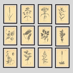 Antique Botanical Print, 5 X 7.75, Aged Black and White Flower, Floral ...