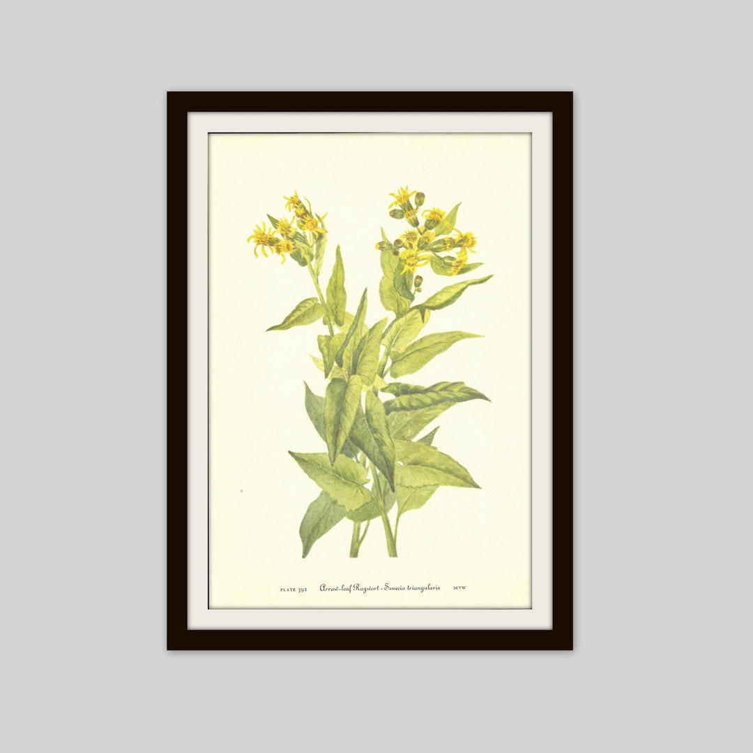 Arrowleaf Ragwort Print, 1953 Wildflower Print, Botanical Illustration ...