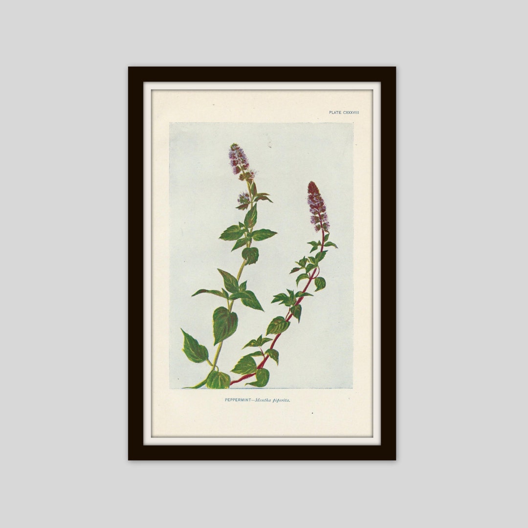 Antique Botanical Print, Peppermint, Cottage Decor, Wildflower ...