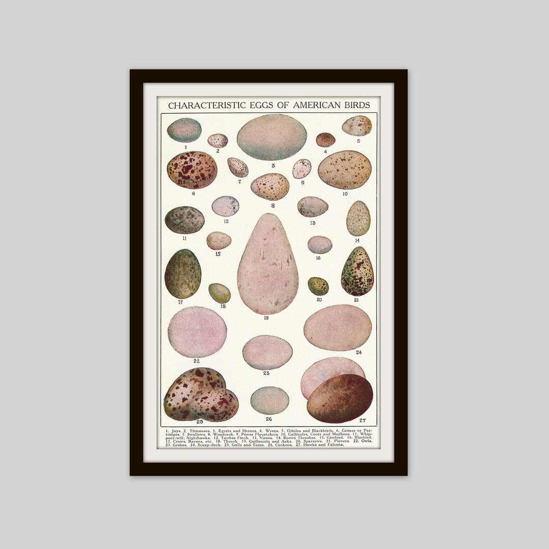 1952 Egg Identification Chart: Vintage Ornithology Print - Etsy
