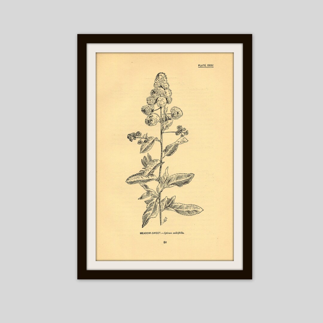 Antique Flower Print, 5" X 7.75", Botanical Illustration, Wall Art ...