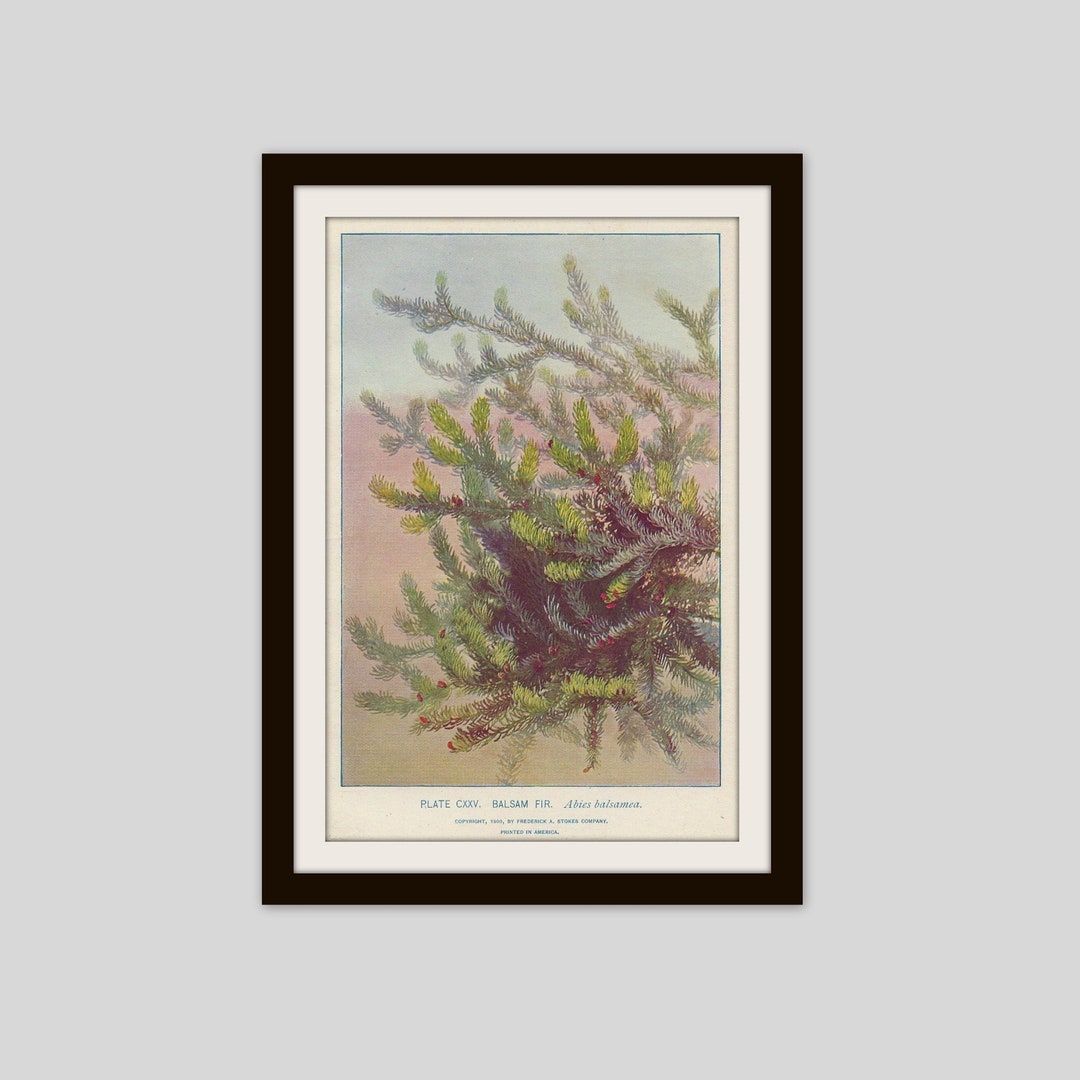 Balsam Fir Tree, Winter Decor, Christmas Decor, Antique Botanical Print ...