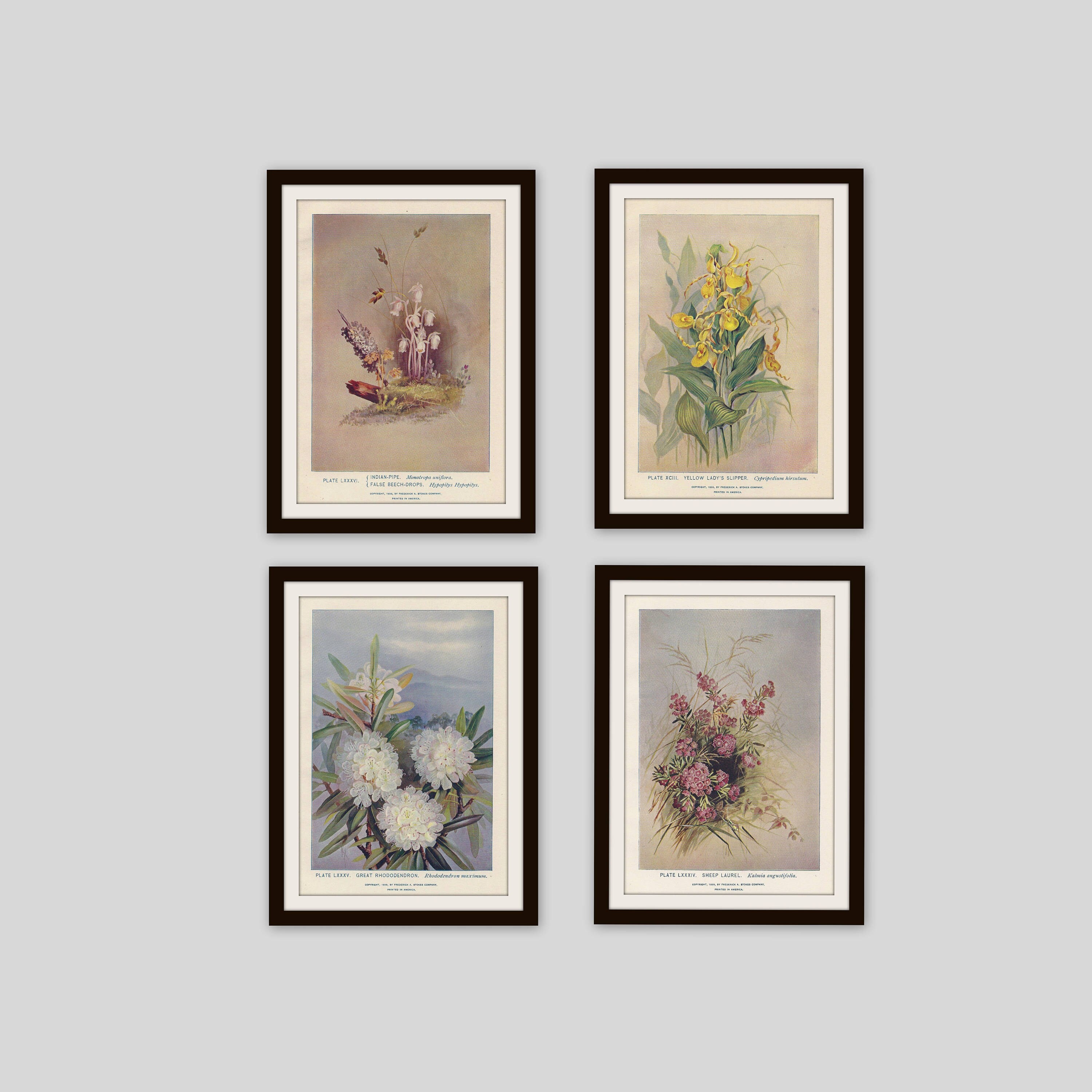 Sheep Laurel Antique Botanical Print: Ellis Rowan Wildflower ...