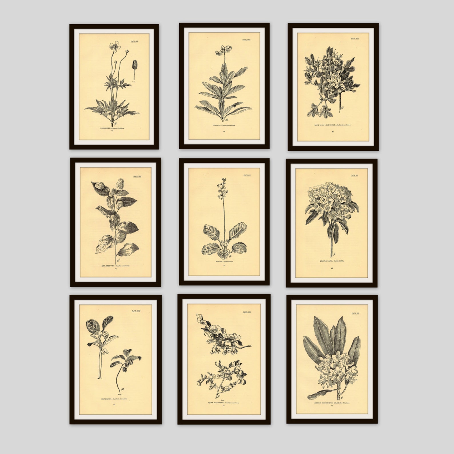 Rustic Flower Print Wildflower Art Antique Botanical - Etsy