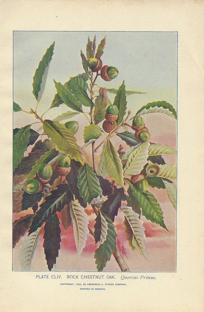 Antique Rock Chestnut Oak Print: Ellis Rowan Botanical Art - Etsy