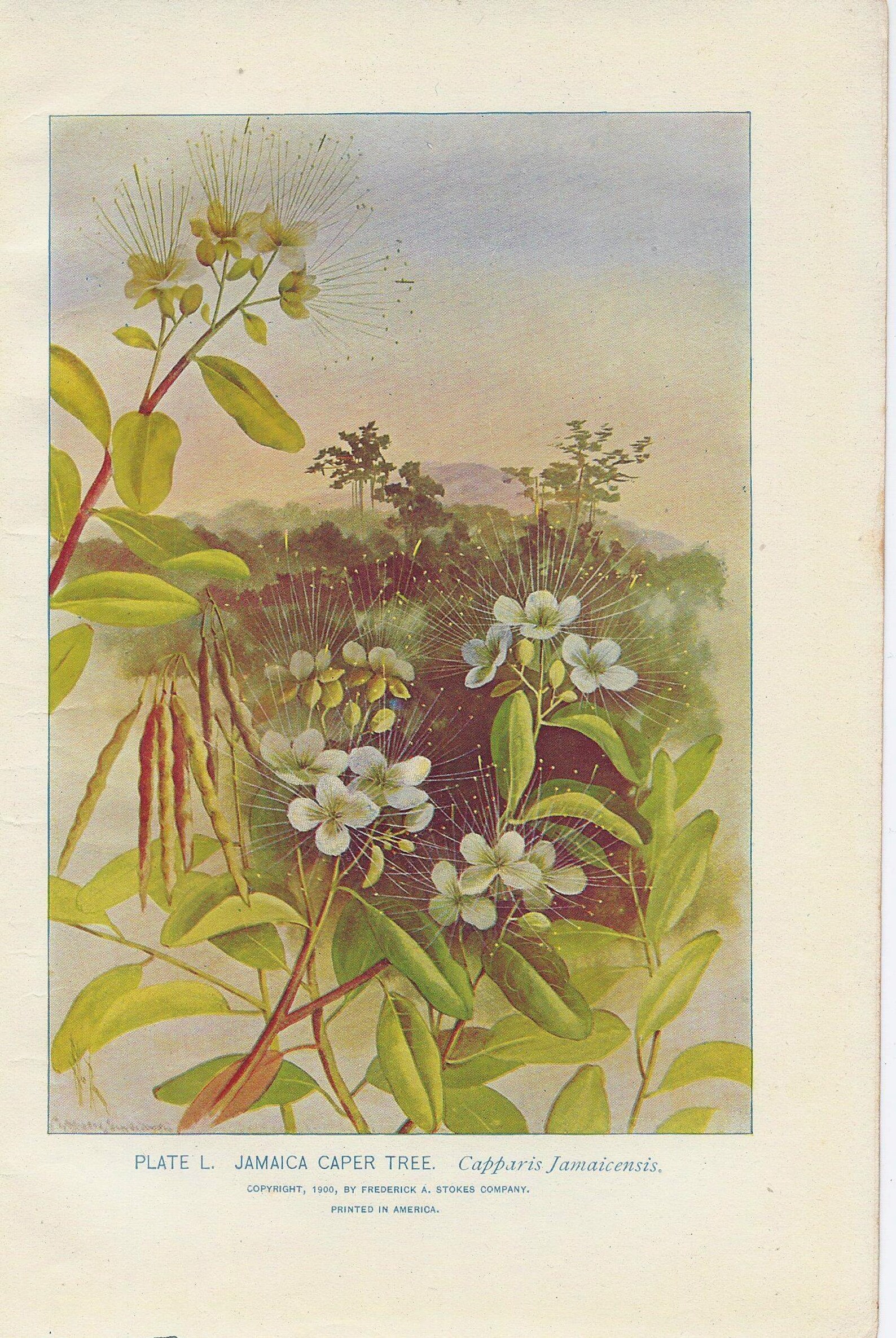 Jamaica Caper Tree Capparis Caper Shrub Caperbush Antique | Etsy