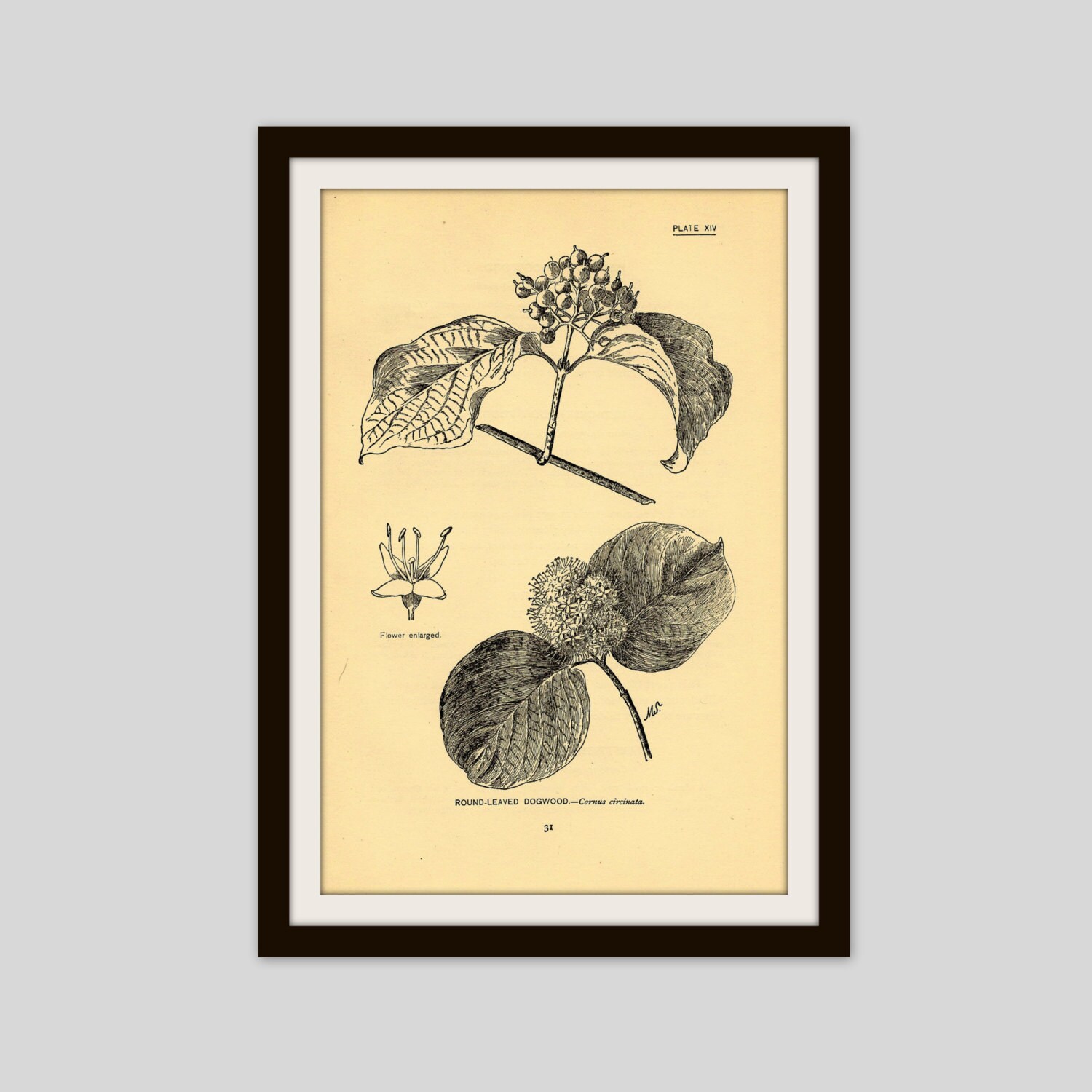 Art & Collectibles Prints Lithographs Bedroom Wall Art 1953 Wildflower ...