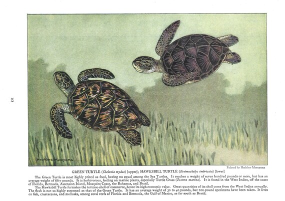 Lithographs Marlin Beach House Decor Hawksbill Turtle 1924 Turtle Print ...