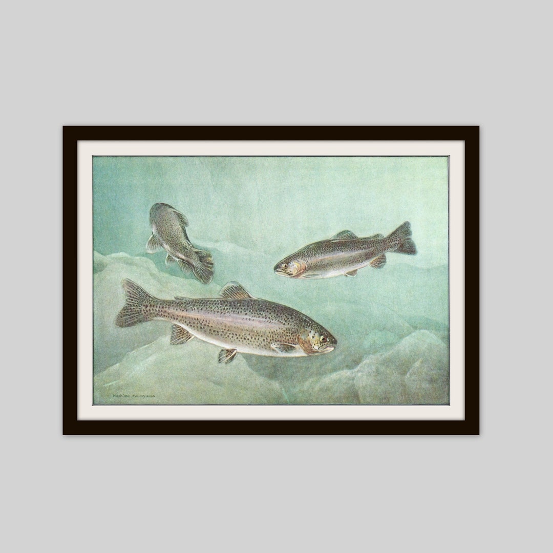 1924 Rainbow & Lake Trout Print: Double Sided Vintage Fish Illustration ...