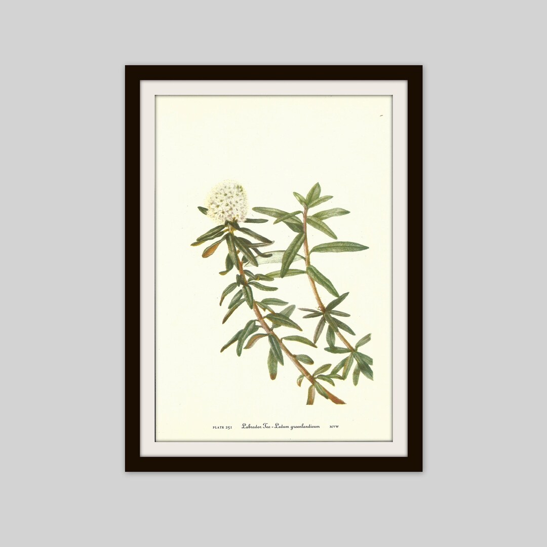 Labrador Tea Print, 1953 Wildflower Print, Vintage Botanical ...