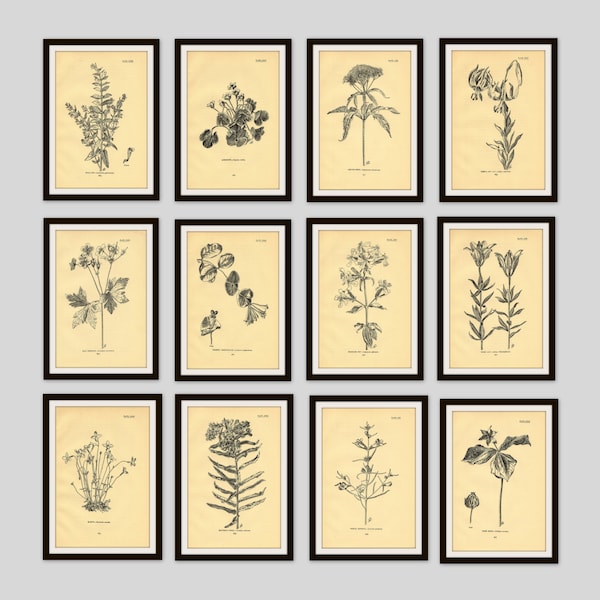 Botanical Print Set - Etsy