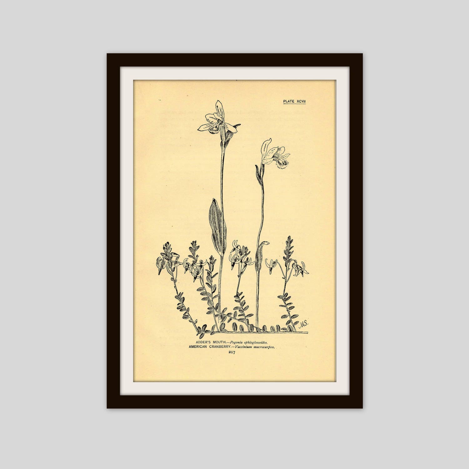 Rustic Flower Print Wildflower Art Antique Botanical | Etsy