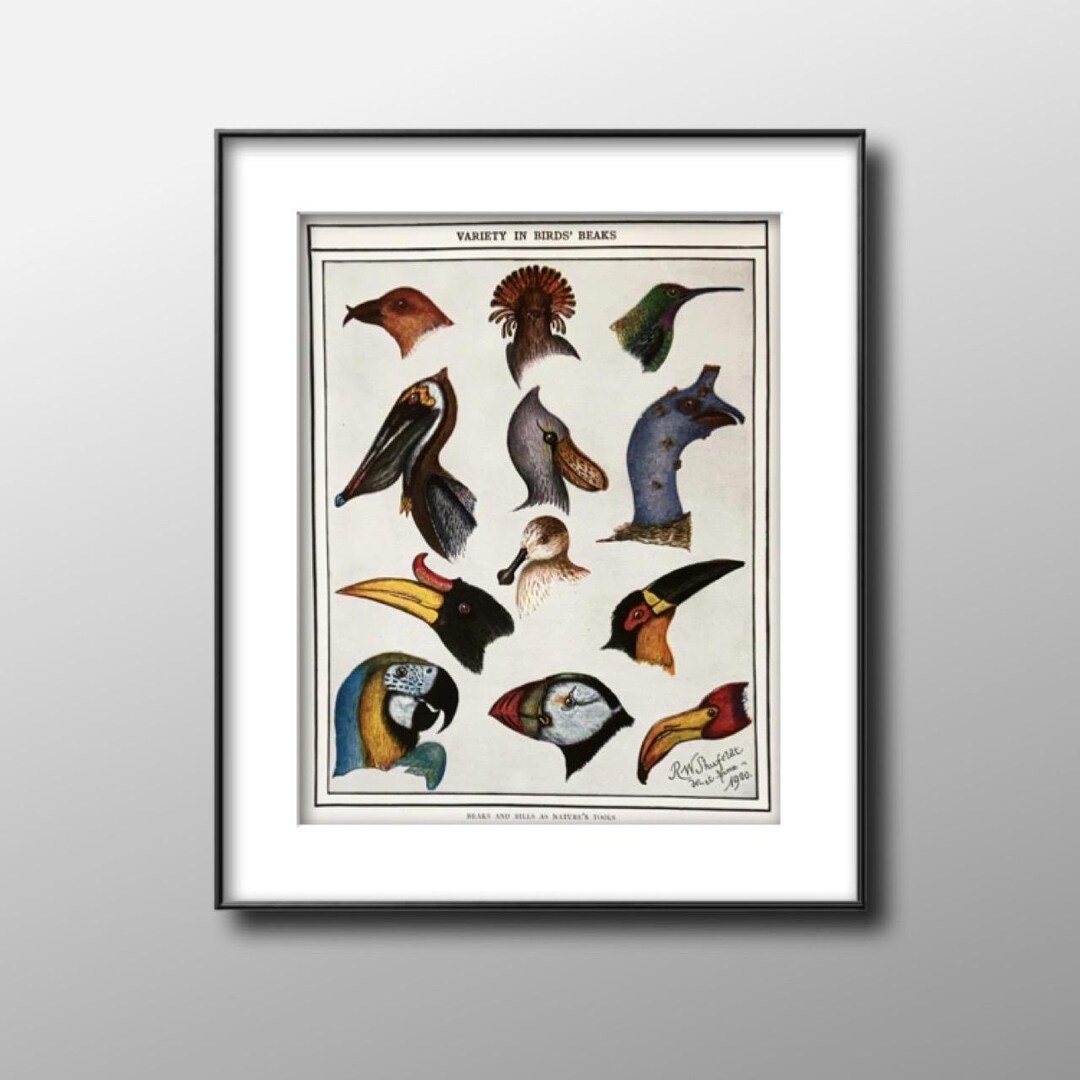 1946 Birds Beaks and Bills Print, Birds Illustration, Natural History Lithograph, Decorative ...