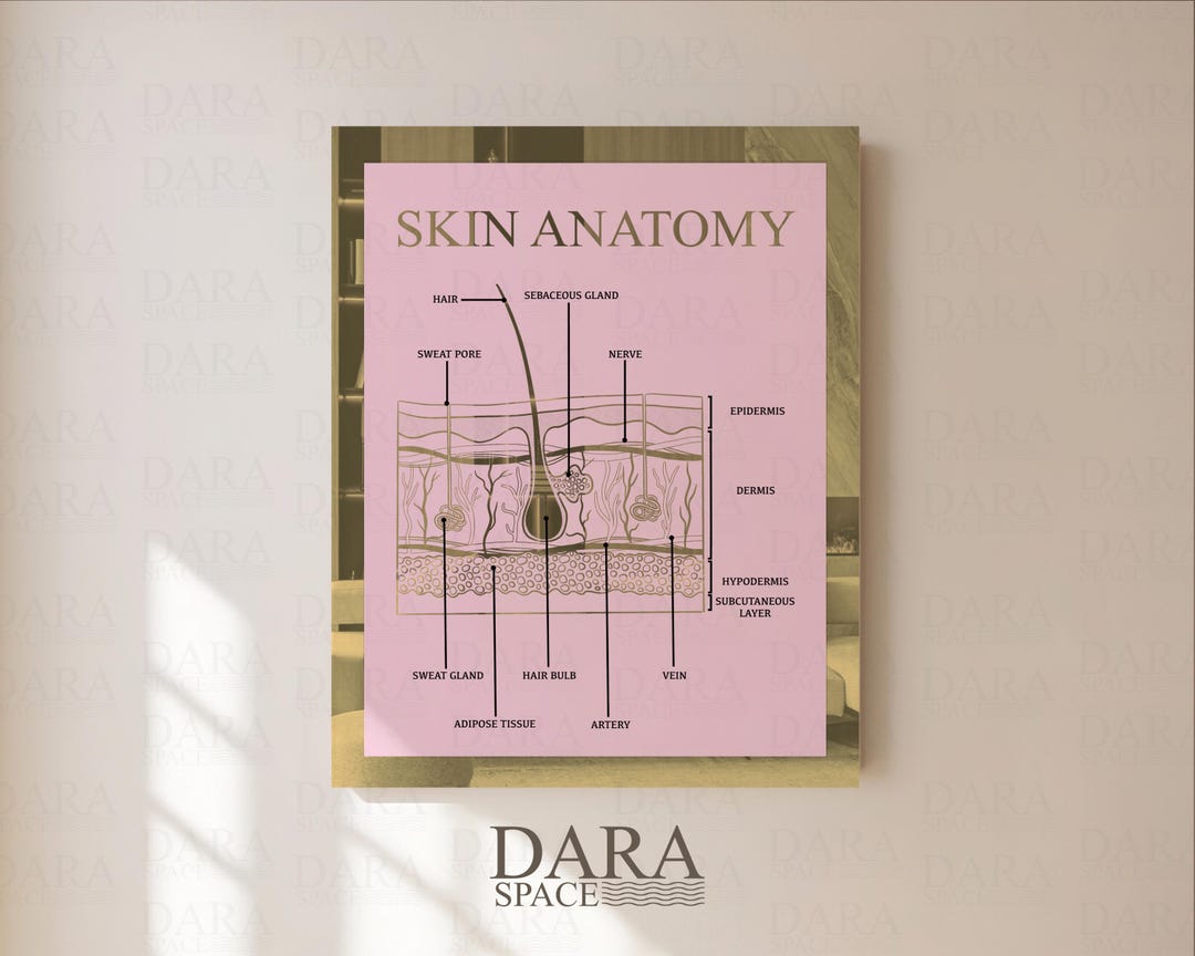 Beauty Clinic Decor, Skin Anatomy Sign, Dermatology Art, Dermatologist ...