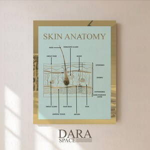 Skin Anatomy Diagram, Beauty Salon Decor, Skin Anatomy Sign, Beauty ...