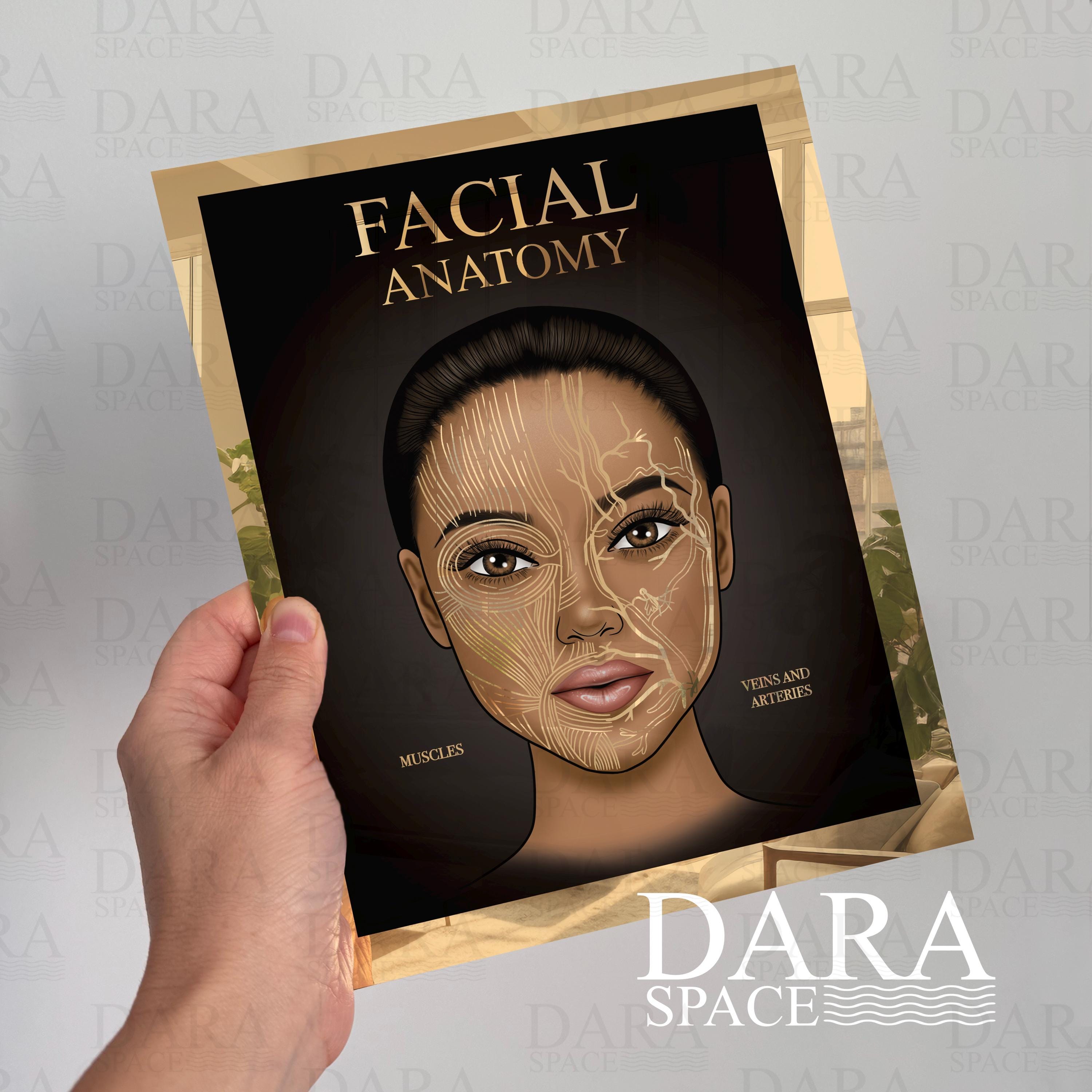 Facial Anatomy Sign, Beauty Salon Decor, Face Anatomy Diagram, Med Spa ...