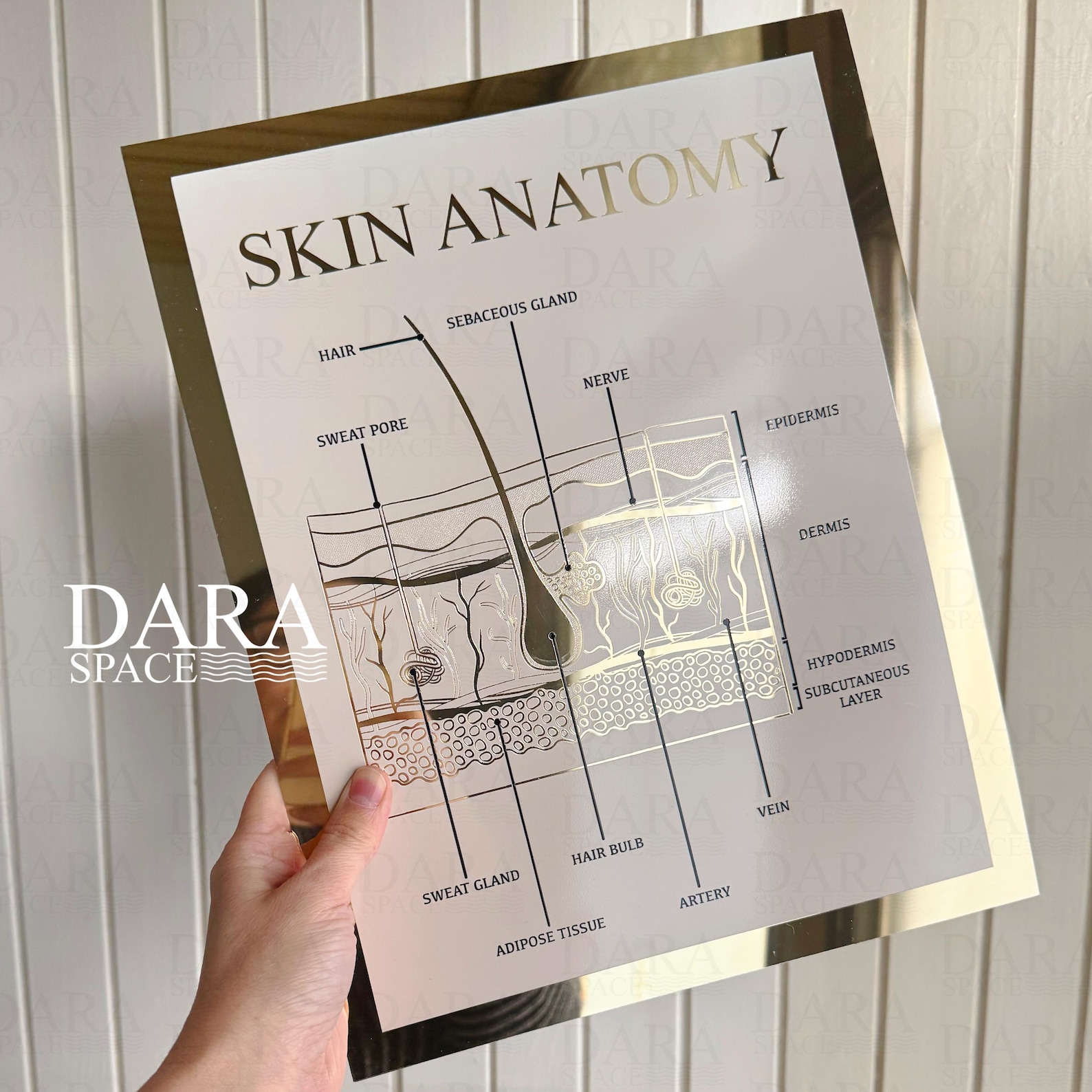 Skin Anatomy Sign, Medspa Decor, Skin Anatomy Diagram, Beauty Clinic ...