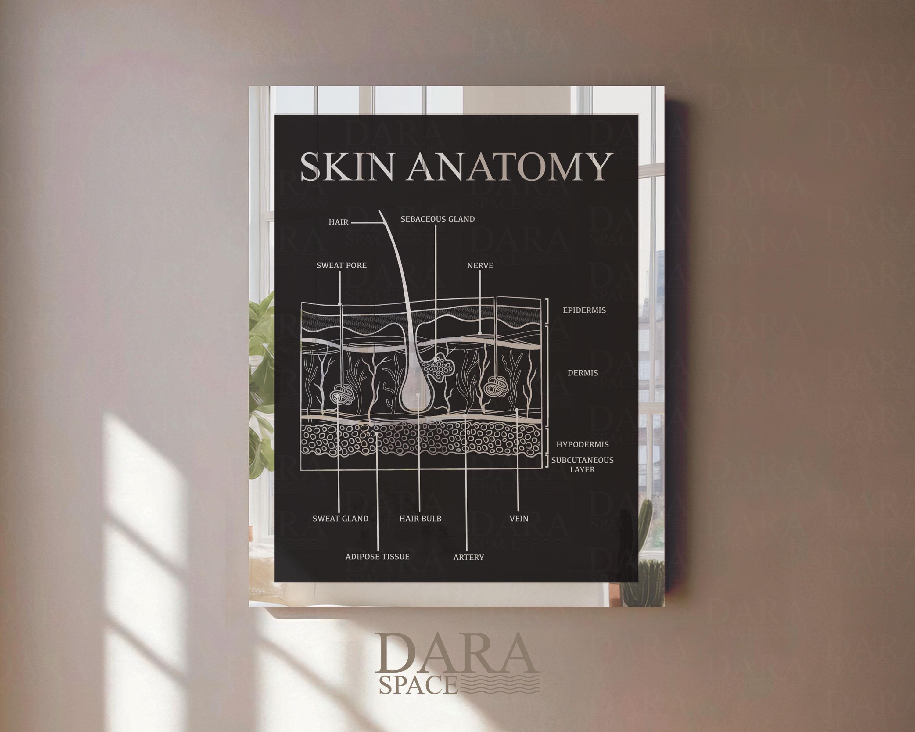 Skin Anatomy Art Print, Beauty Salon Decor, Gold Sign - Etsy