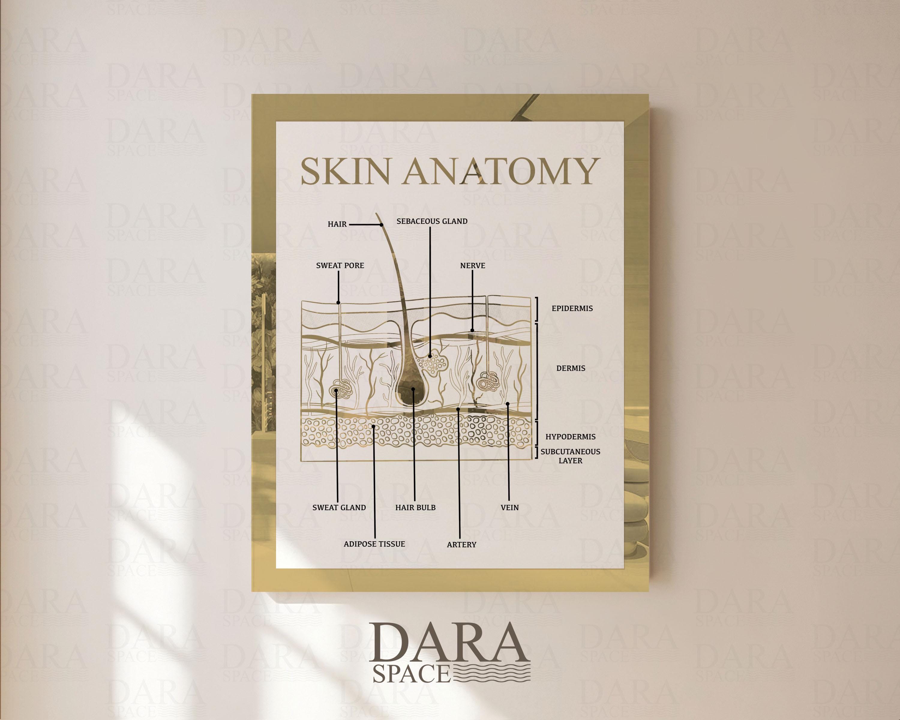 Skin Anatomy Sign, Medspa Decor, Skin Anatomy Diagram, Beauty Clinic ...