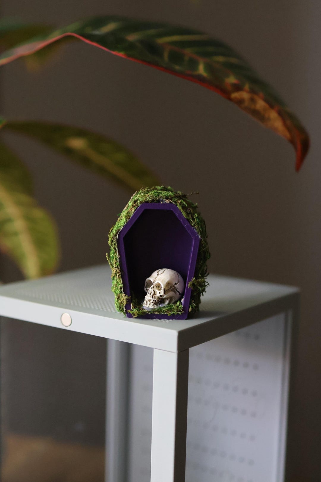 Jumping Spider Coffin Hide With Safe, Non-toxic Natural Moss – 3D ...