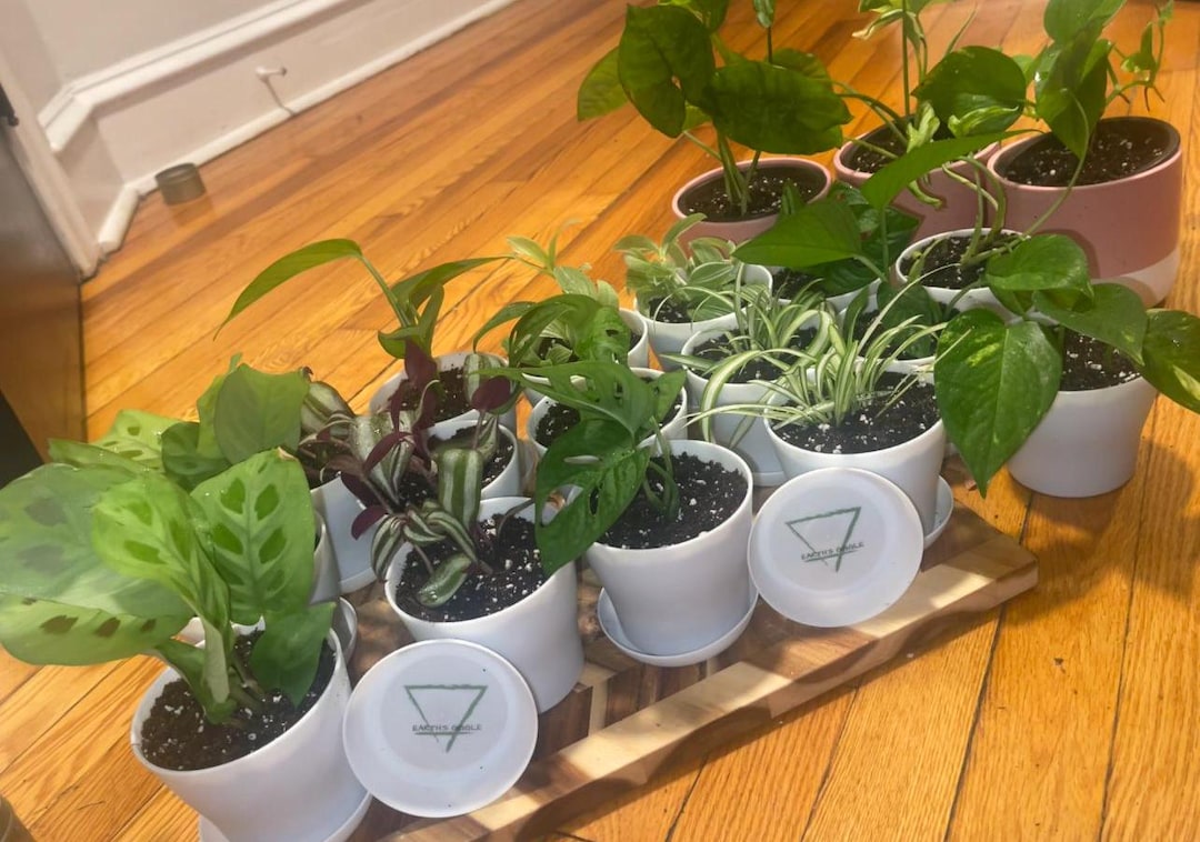 4" Starter Plants - Etsy