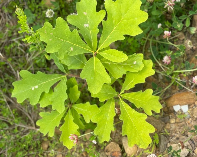 White Oak Seedlings - Etsy