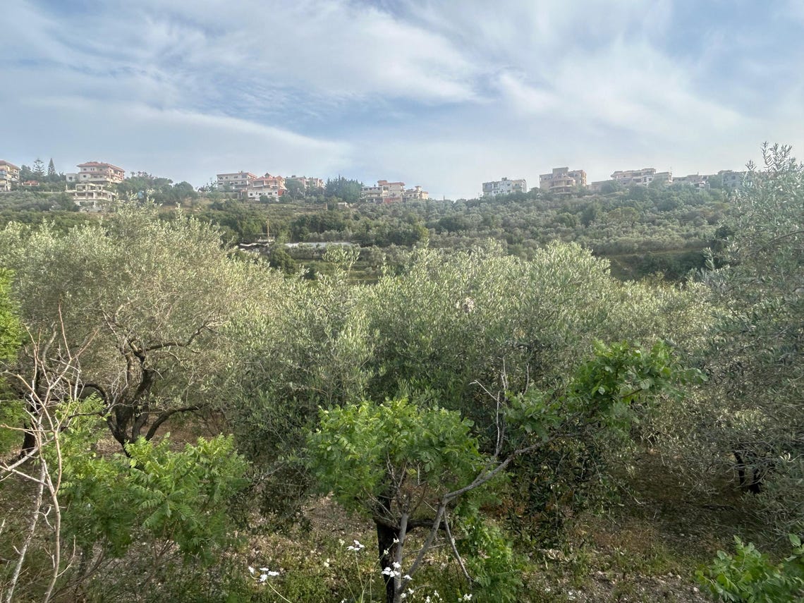 Lebanese Organic Cold-pressed Extra Virgin Olive Oil From My ...