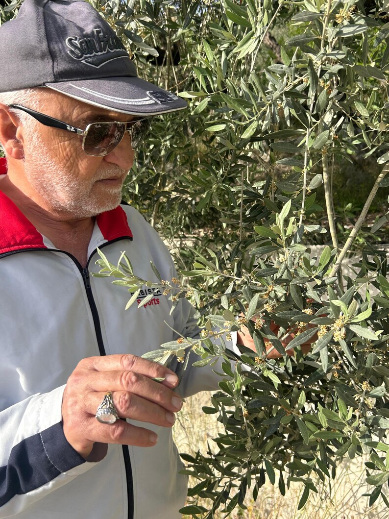 Lebanese Organic Cold-pressed Extra Virgin Olive Oil From My ...
