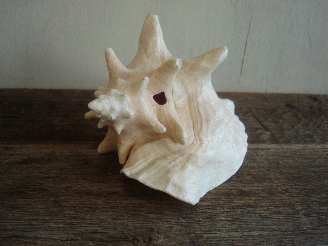 Large Beautiful Shell // Collectible Shell // Vintage Home Decor, Home ...