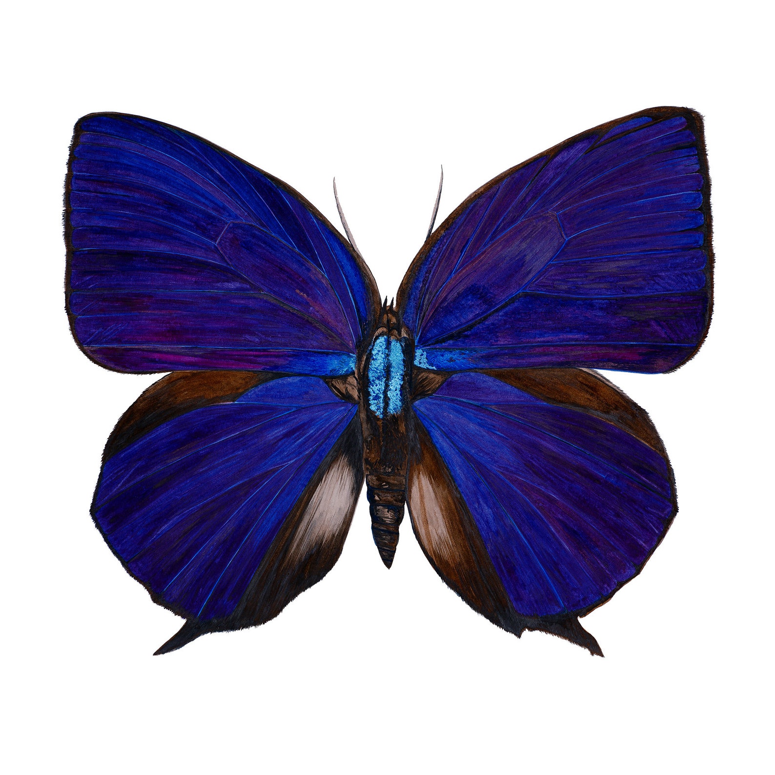 Purple and Blue Oakblue Butterfly Giclée Print Square Based on Original ...