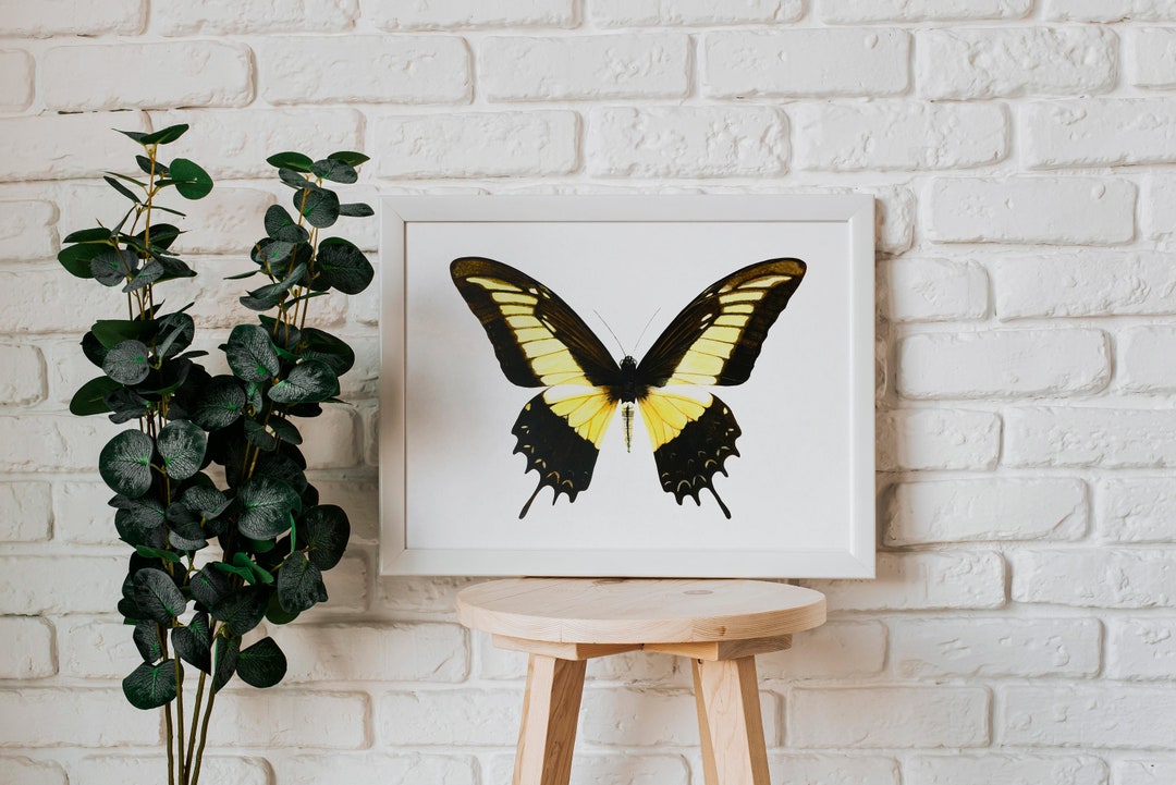 Yellow Queen Swallowtail Butterfly Giclée Print Landscape Based on ...