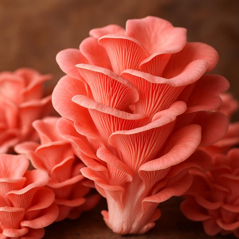 Sakura Pink Oyster Mushroom Spawn – 3lb Bag – Heat-tolerant & Fast ...