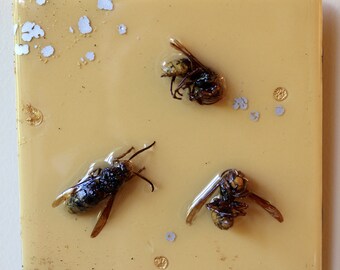 Real Insect Wall Art | Etsy