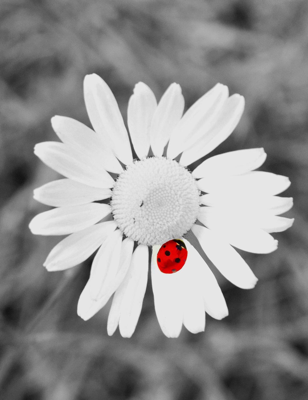 BW Daisy With Ladybug - Digital Download - Etsy