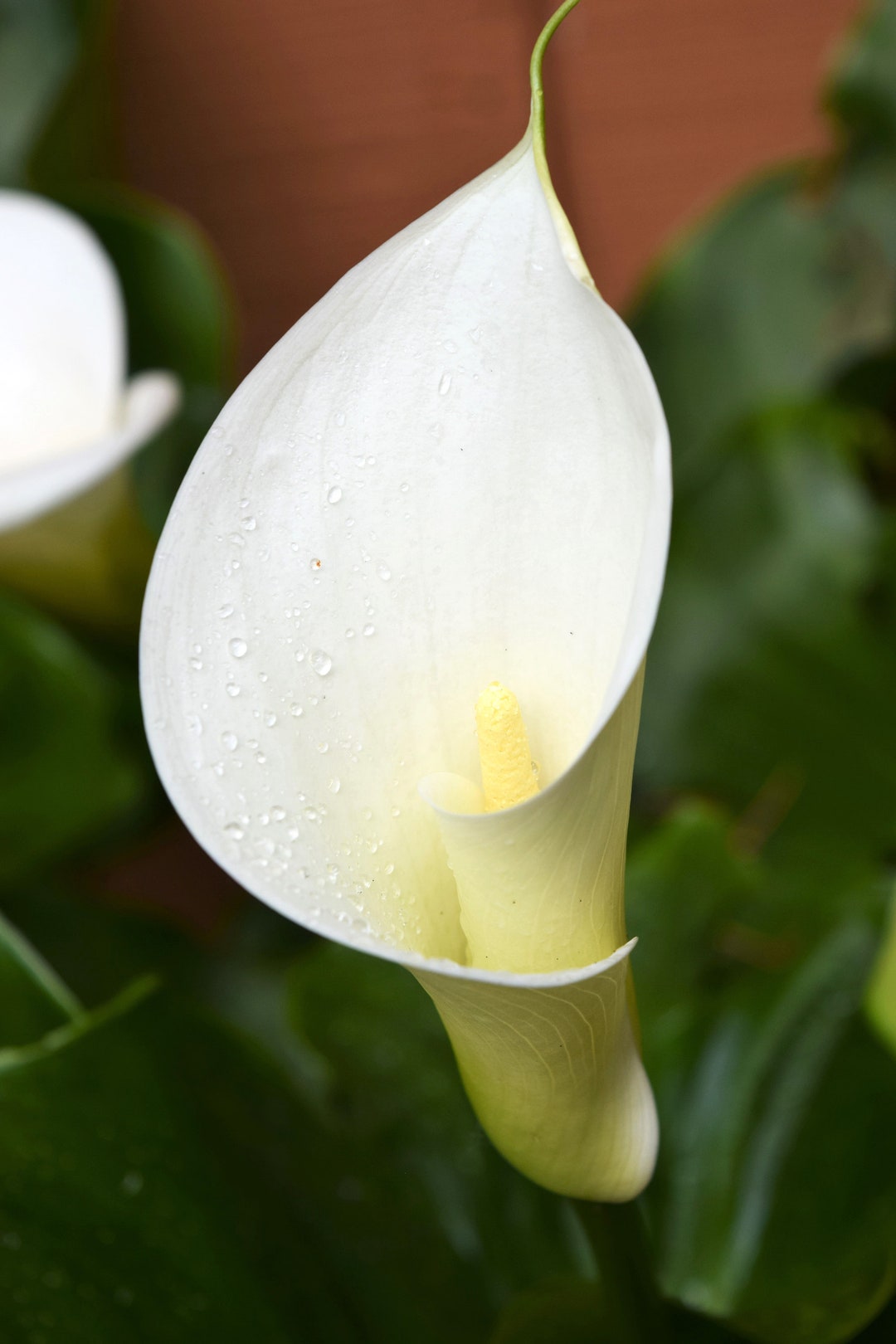 Calla Lily - Digital - Etsy