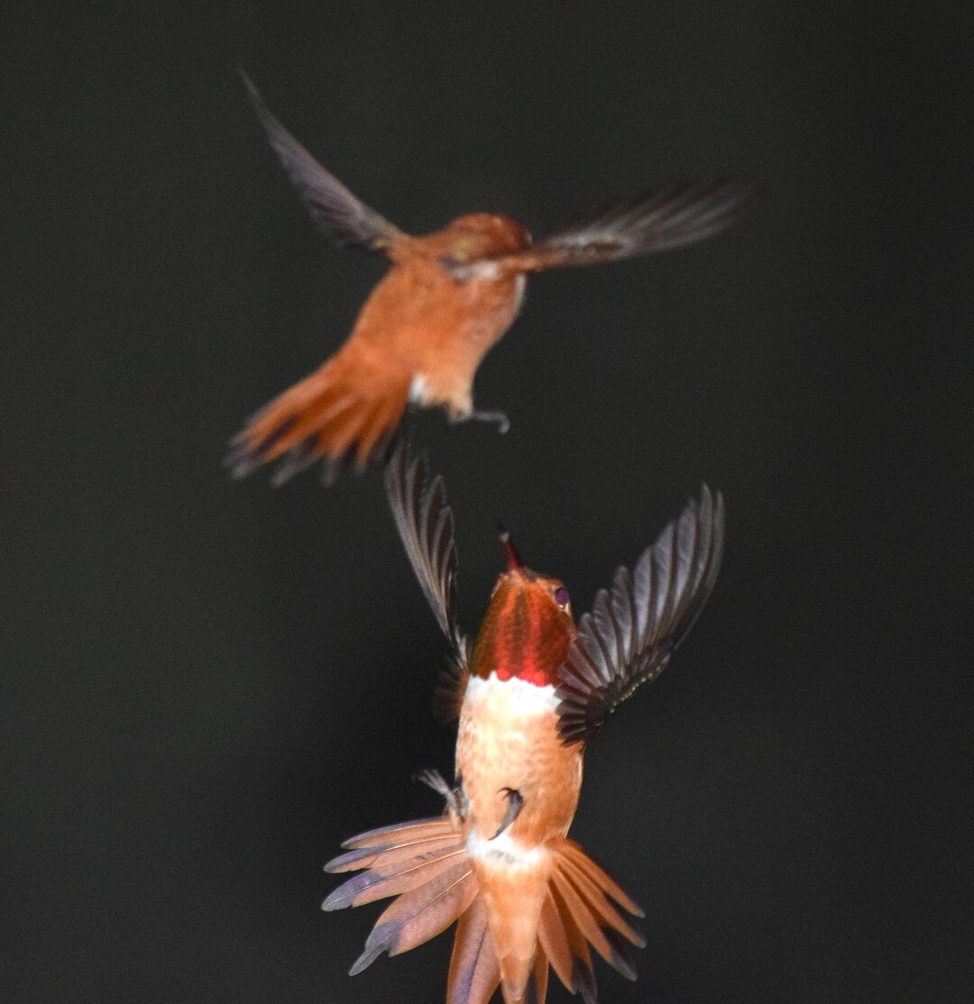 Fighting Hummingbirds - Digital Download - Etsy