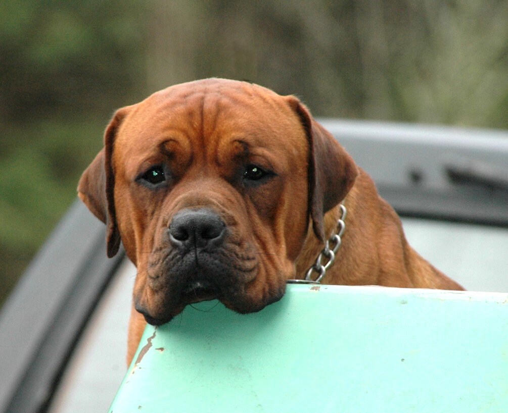 Auggie Doggie - Patiently Waiting - Digital - Etsy