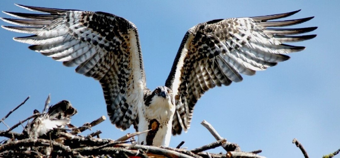 Osprey Taking Flight - Digital Download - Etsy