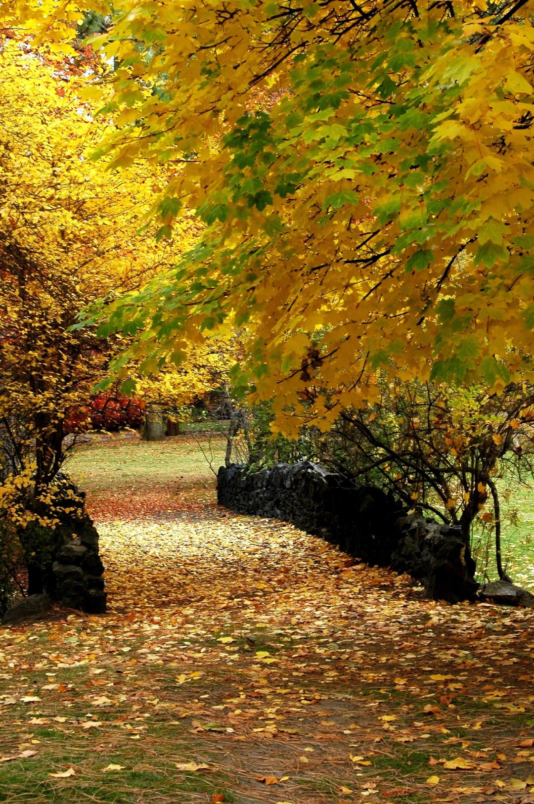 Autumn Walkway - Digital Download - Etsy